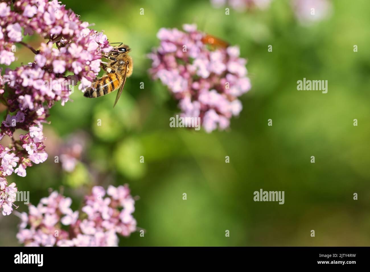 Honey bee collecting nectar on a flower of the flower butterfly bush ...