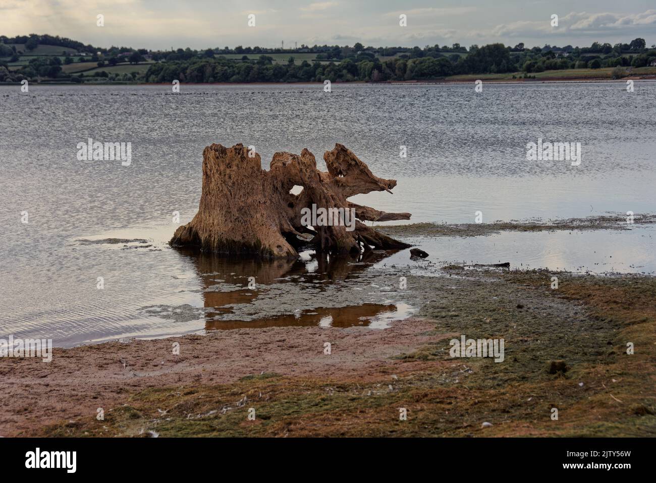 Chew Valley drought 2022 heatwave Stock Photo - Alamy