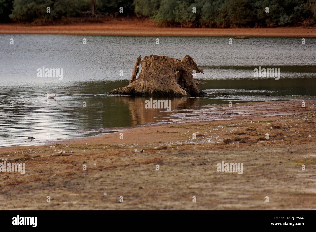 Chew Valley drought 2022 heatwave Stock Photo - Alamy