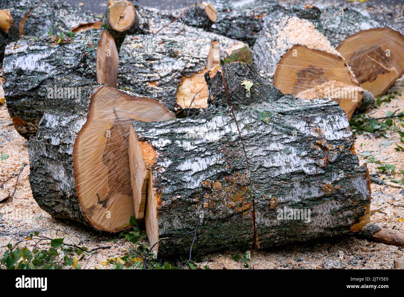 Preparation of birch firewood. The sawn tree is sawn into chocks Stock ...