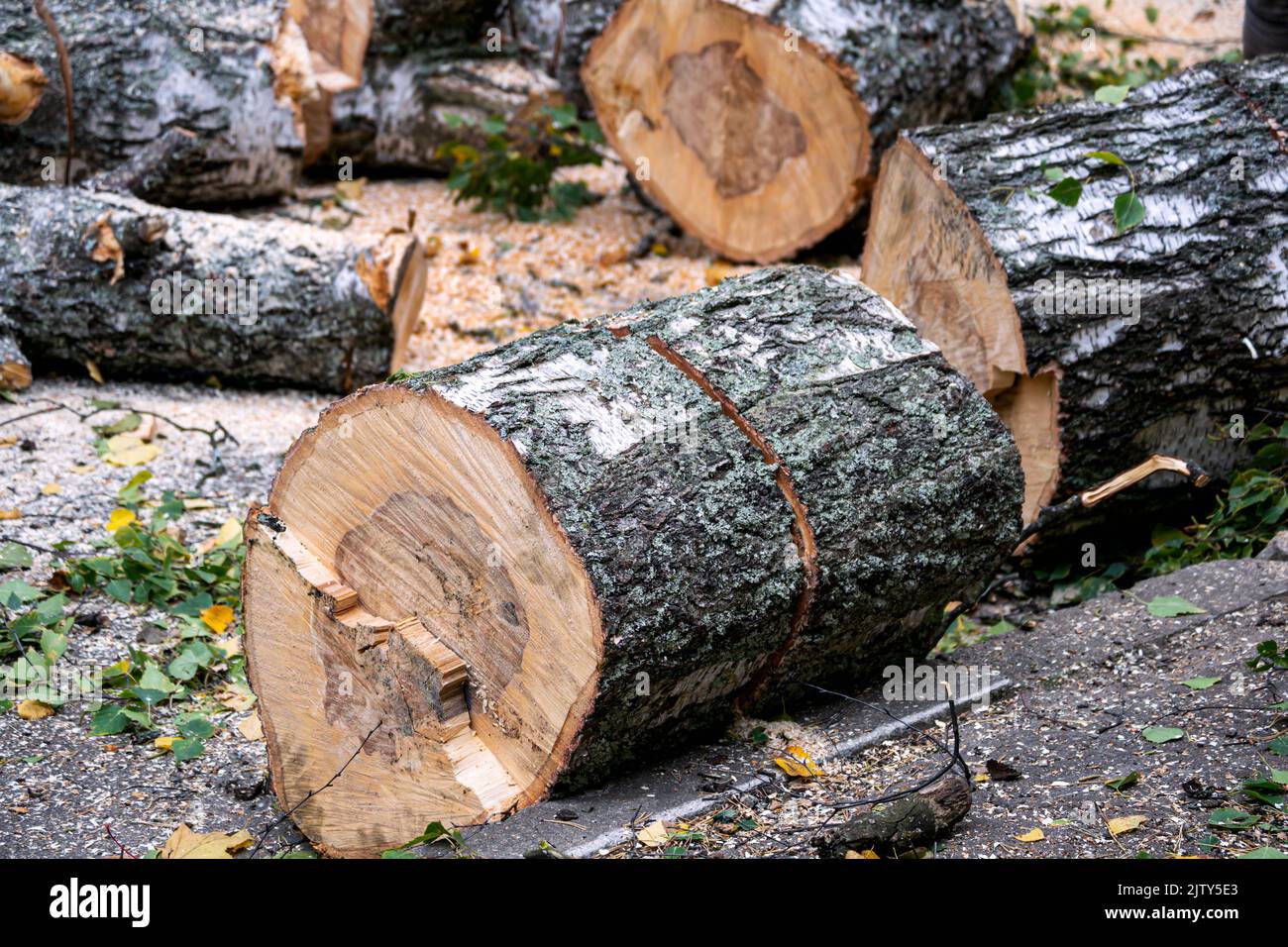 Preparation of birch firewood. The sawn tree is sawn into chocks Stock ...