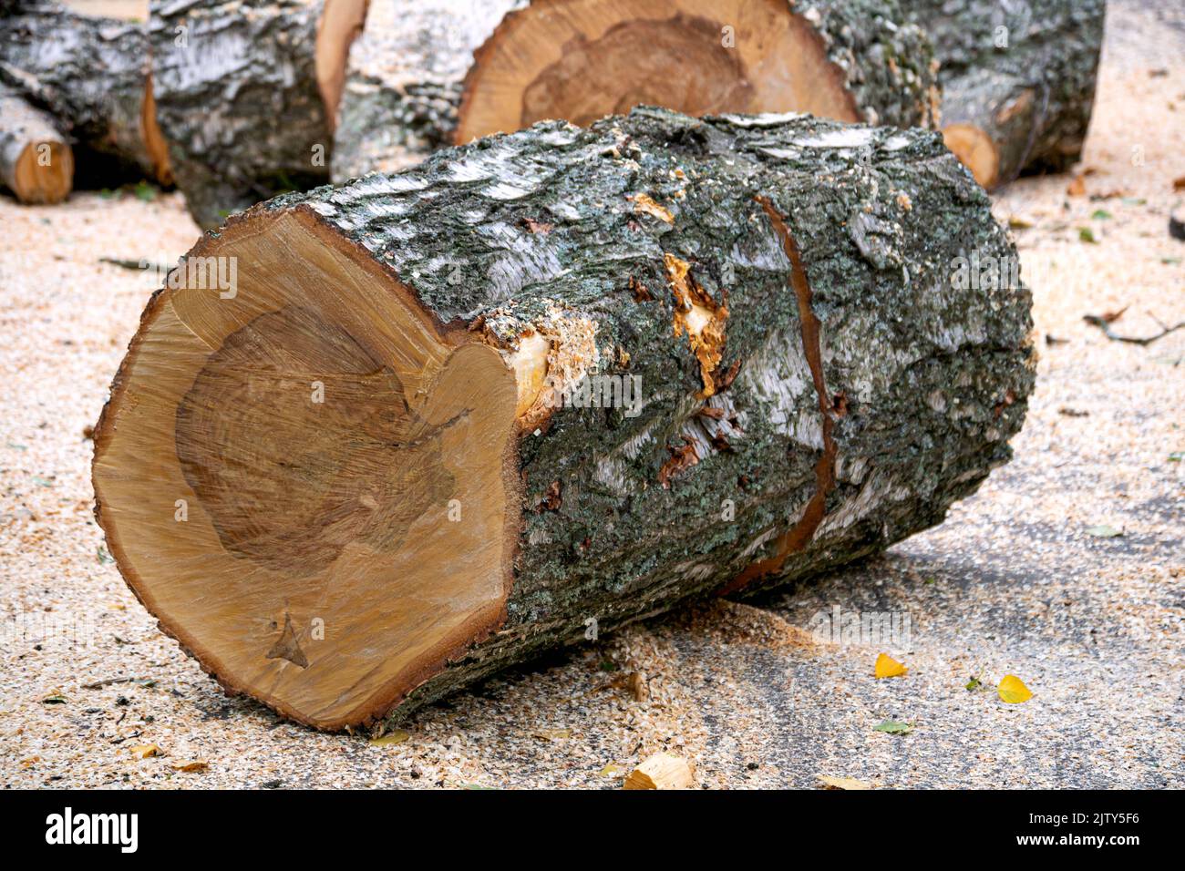 Preparation of birch firewood. The sawn tree is sawn into chocks Stock ...