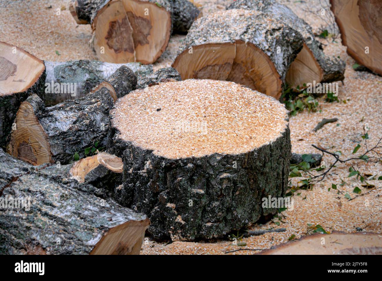 Preparation of birch firewood. The sawn tree is sawn into chocks Stock ...