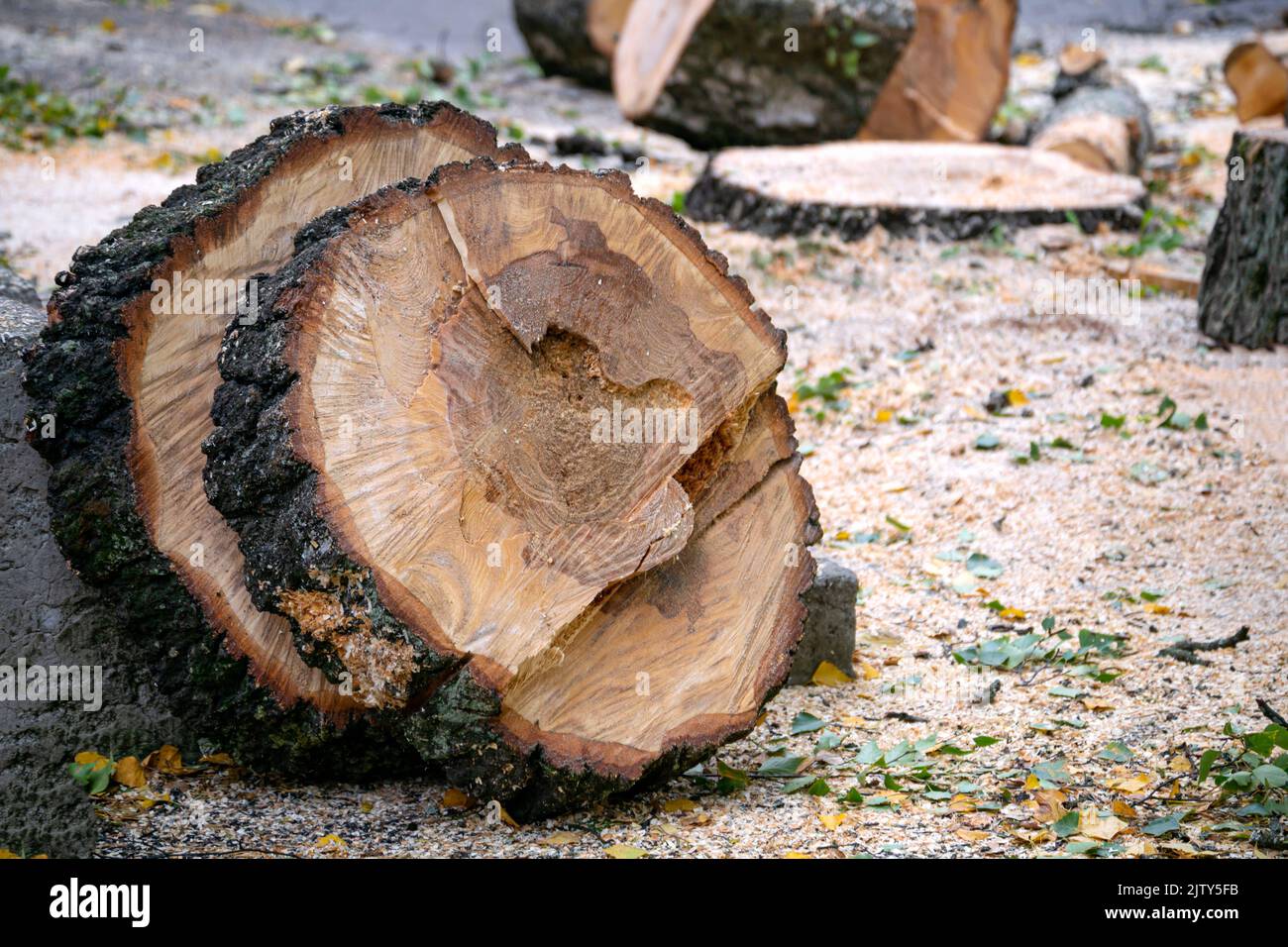 Preparation of birch firewood. The sawn tree is sawn into chocks Stock ...