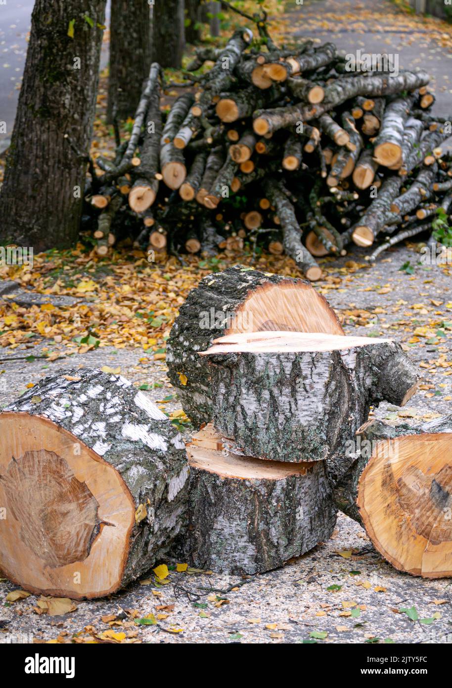 Preparation of birch firewood. The sawn tree is sawn into chocks Stock ...