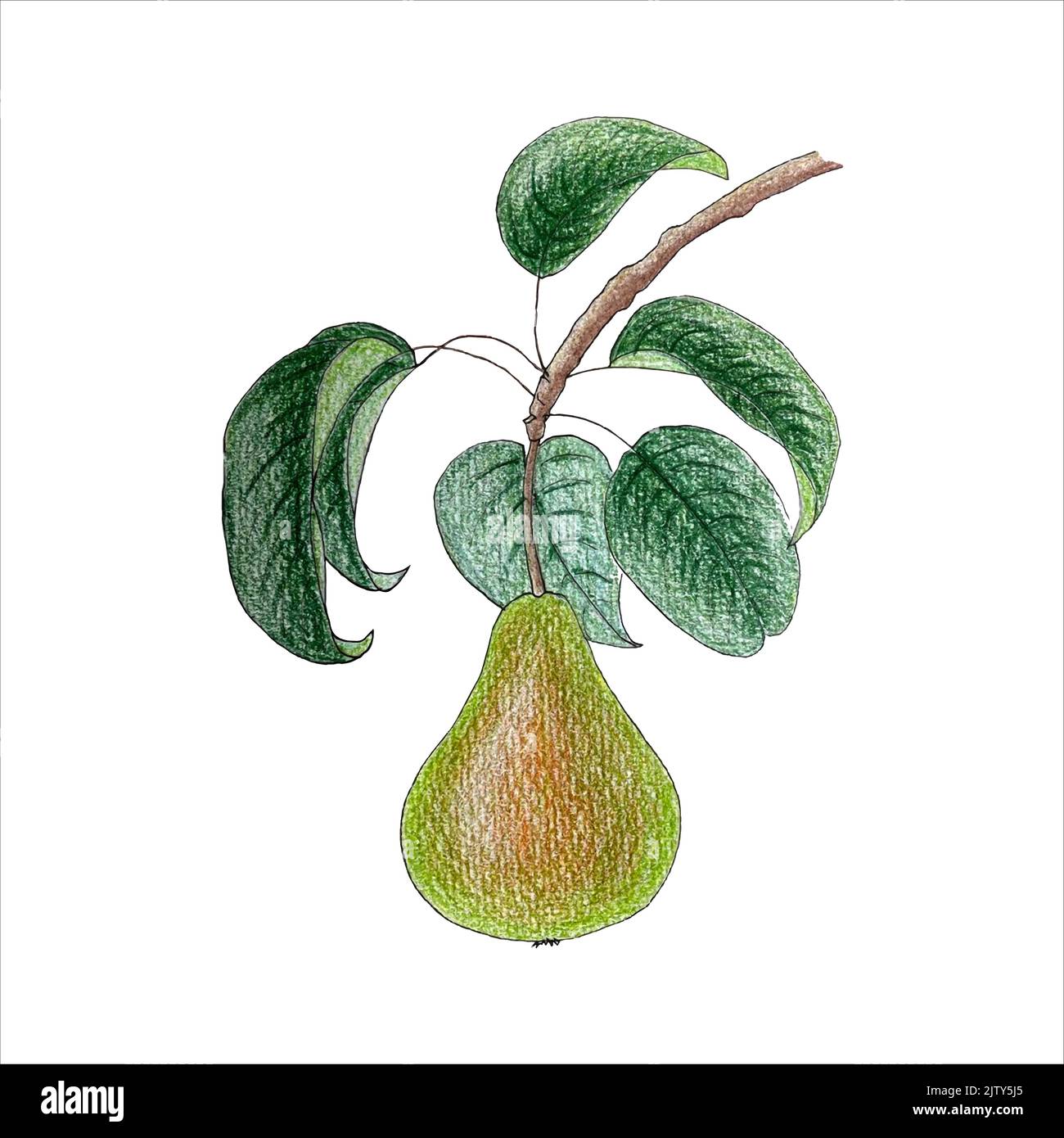 Pear branch with fruit and leaves, color hand-drawn pencil drawing ...