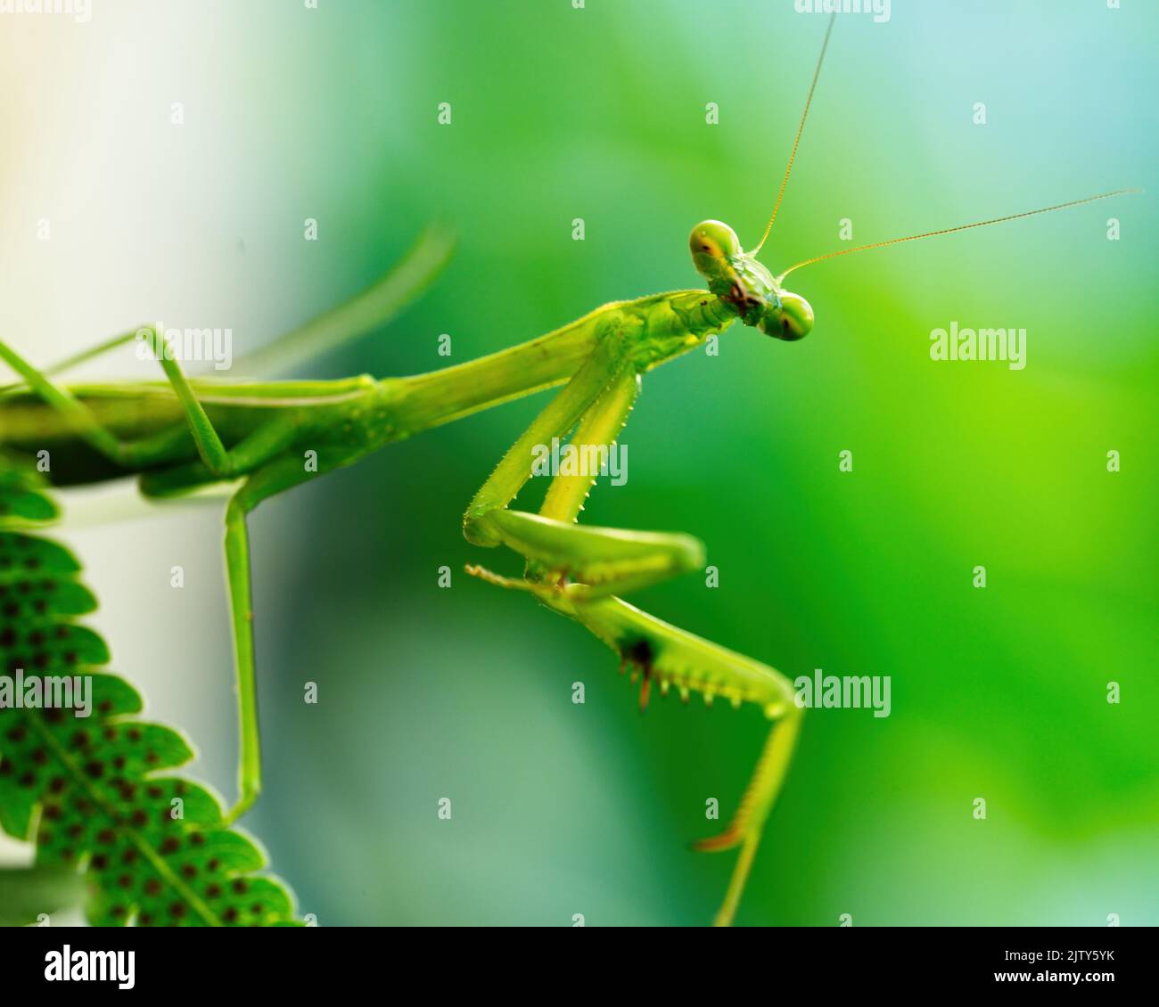 Australian praying mantis hi-res stock photography and images - Alamy