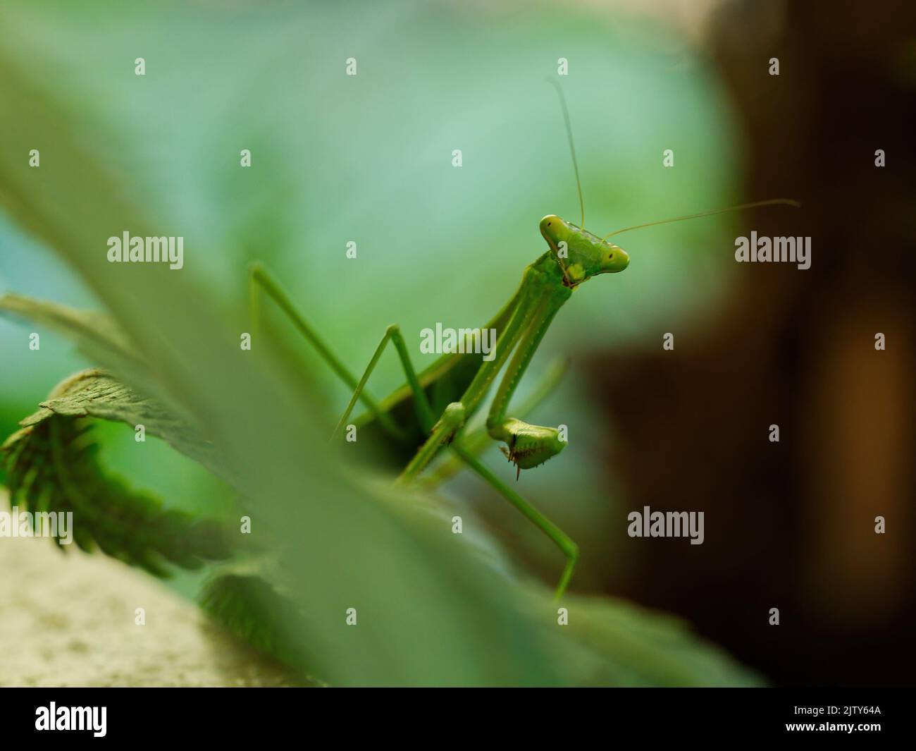 Australian Praying Mantis on a fern Stock Photo - Alamy