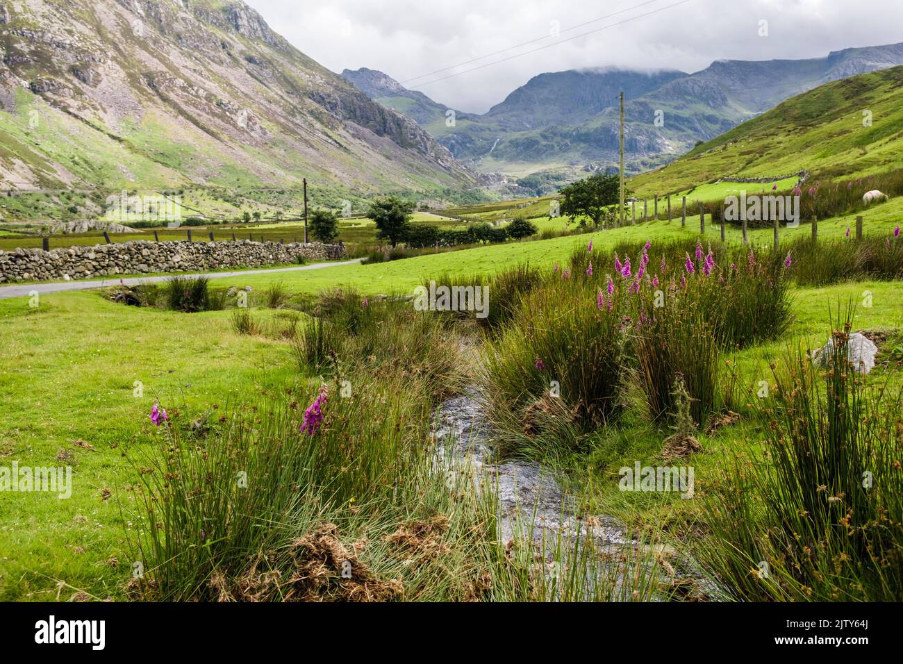 Foxgloves (Digitalis purpurea) flowering by a stream in Nant Ffrancon ...