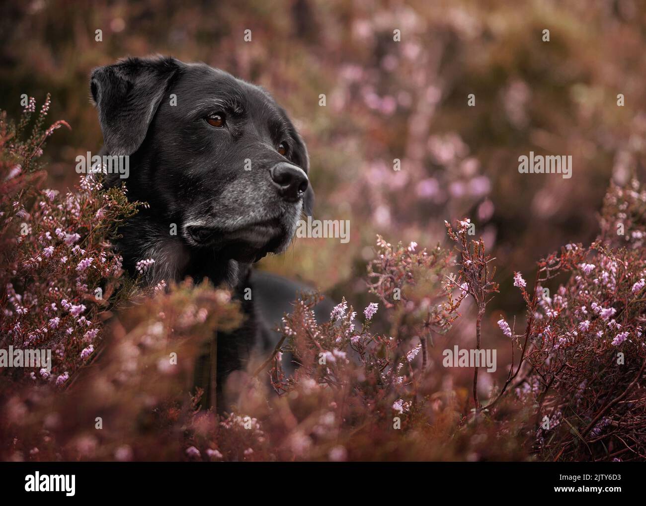 Dog in flowers hi-res stock photography and images - Alamy