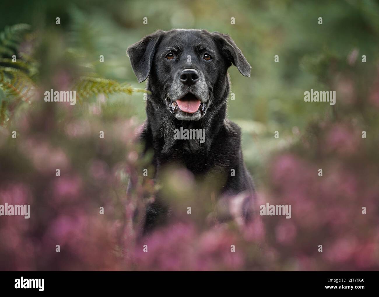 Dog in flowers hi-res stock photography and images - Alamy