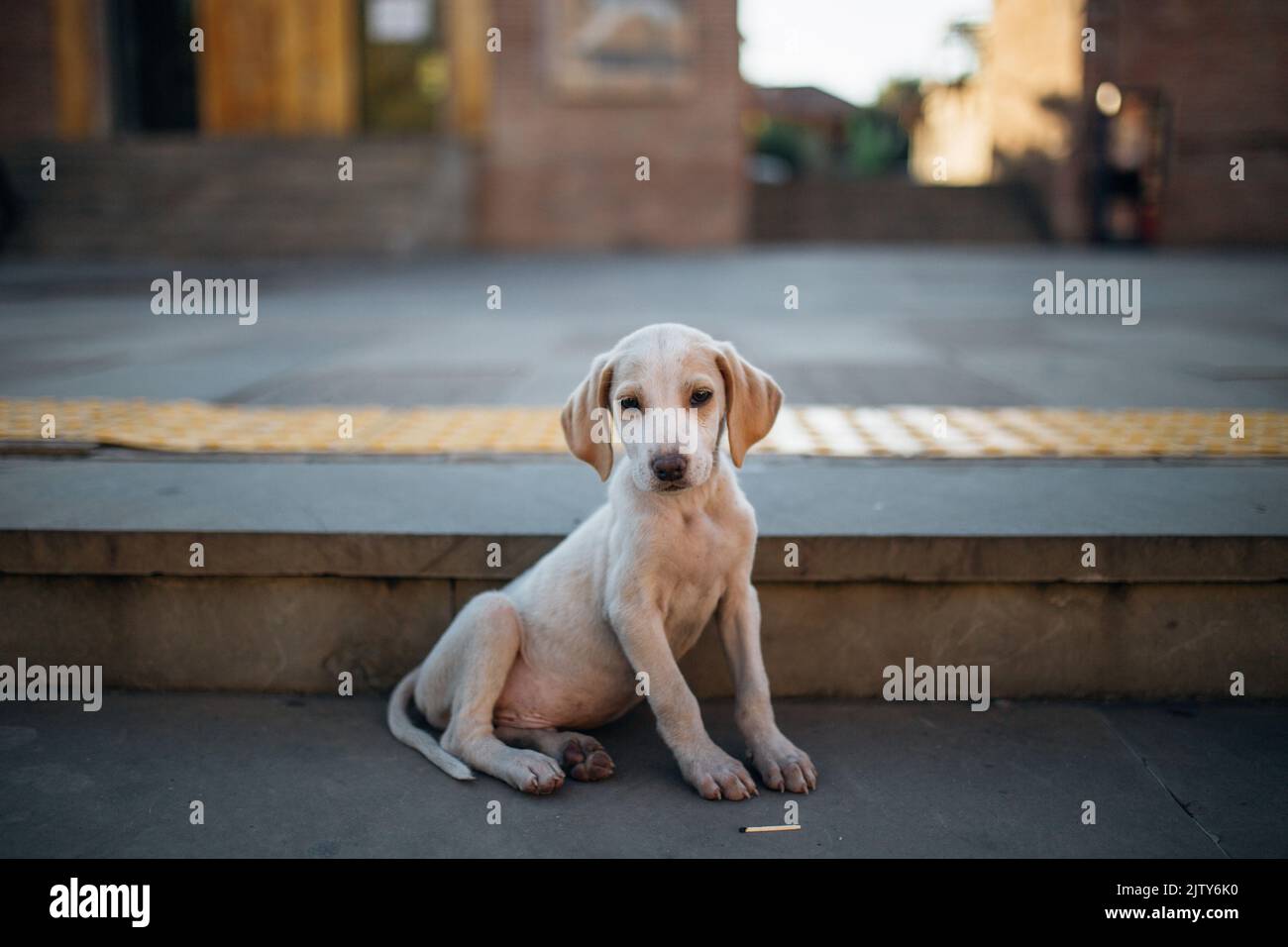 Stray puppy dog in Georgia Stock Photo - Alamy