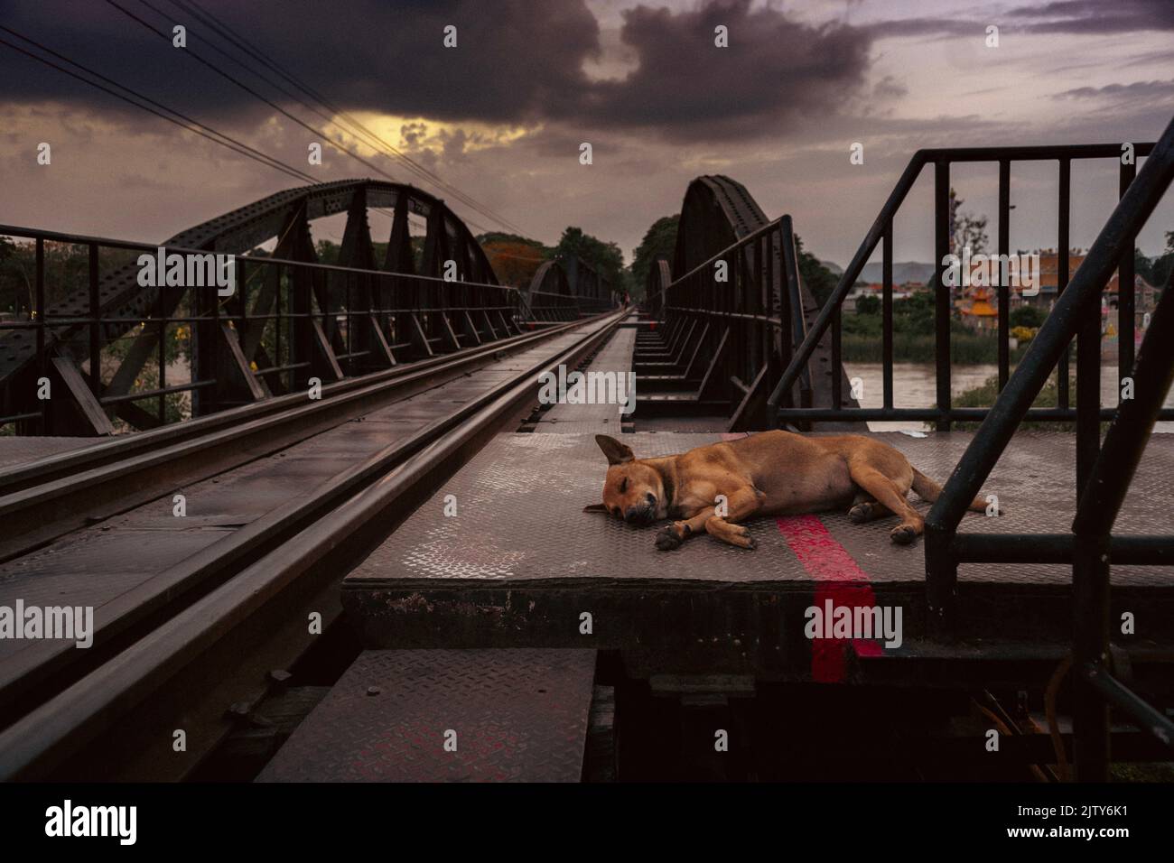 Crime dog hi-res stock photography and images - Alamy