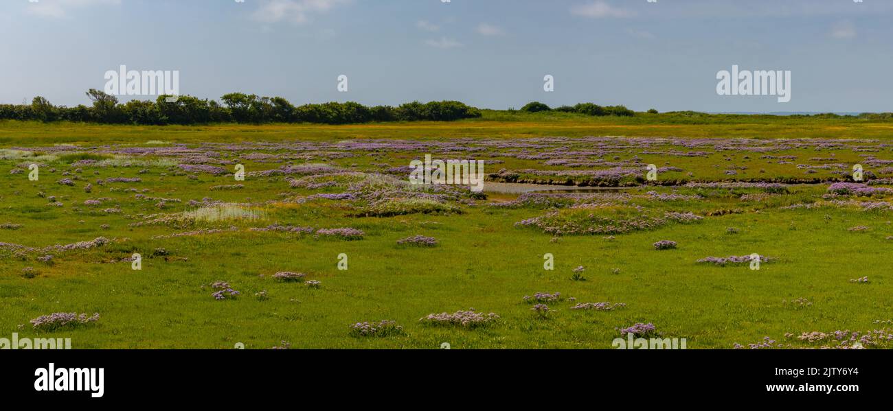 Violet scenery hi-res stock photography and images - Alamy