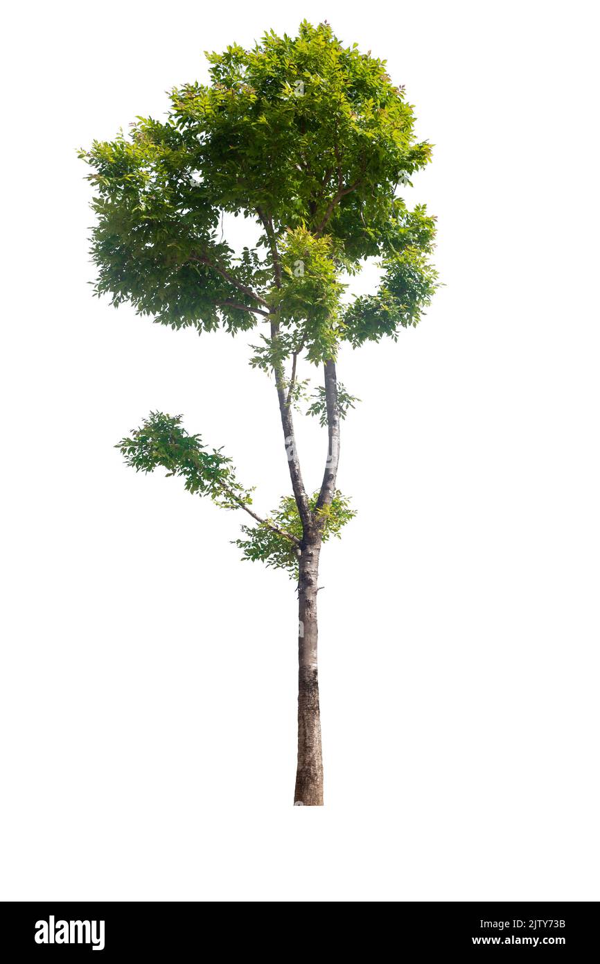 Wood tree background in Cut Out Stock Images & Pictures - Alamy