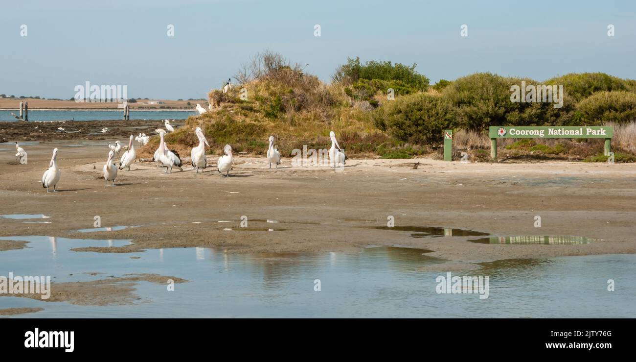 Coorong National Park and Pelicans Stock Photo - Alamy