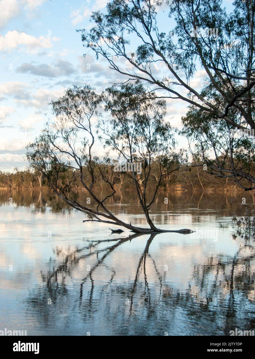 Reflections on the River Murray Stock Photo - Alamy