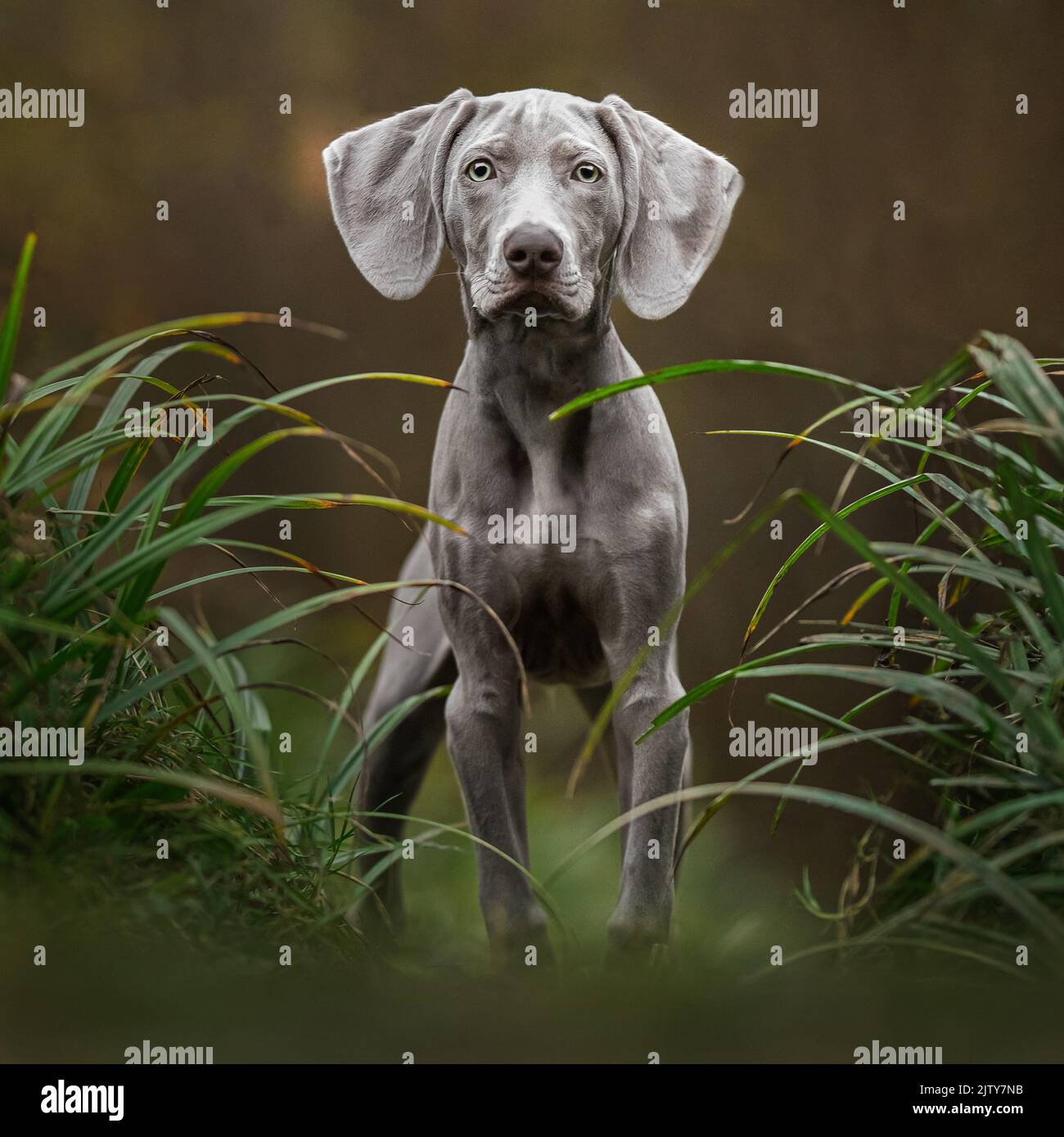 Pretty puppy dog hi-res stock photography and images - Alamy
