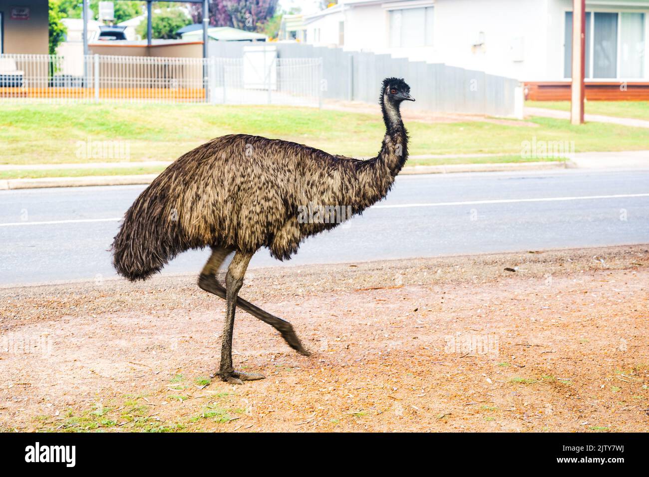 Australian Emu On Walkabout Stock Photo - Alamy