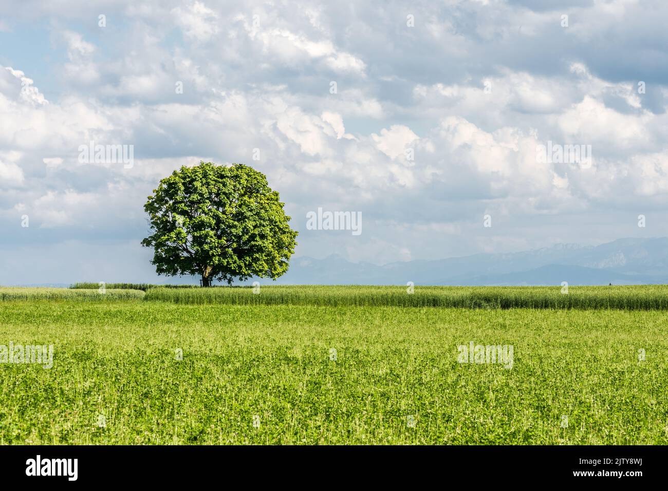 Tree on field hi-res stock photography and images - Alamy