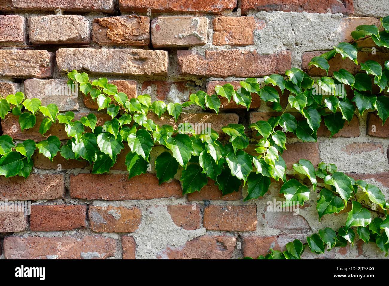 Ivy damage to walls hi-res stock photography and images - Alamy