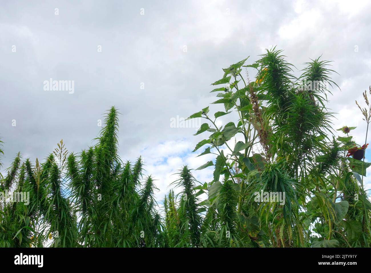 Hemp hemp plant nepal hi-res stock photography and images - Alamy