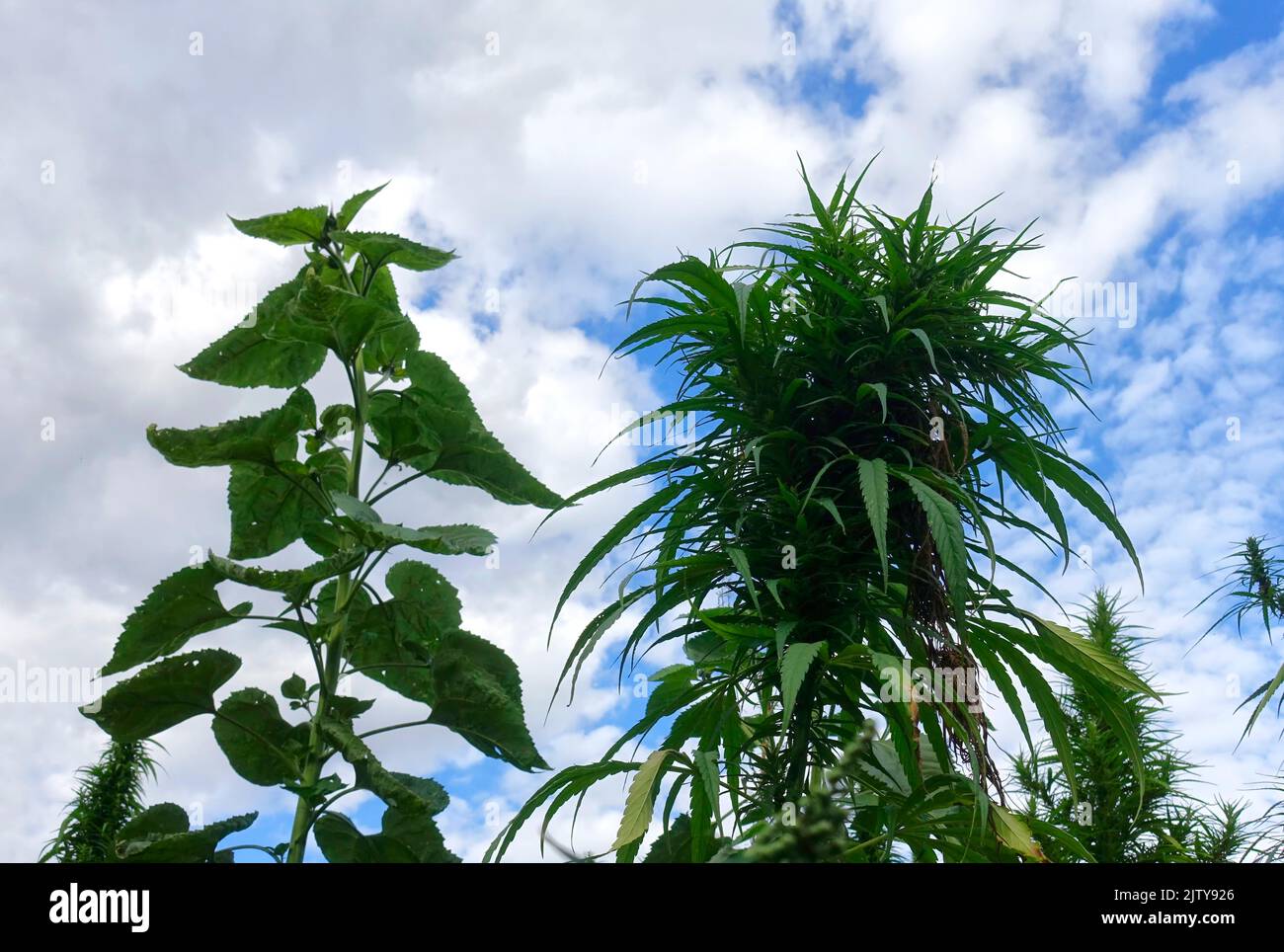 Hemp hemp plant nepal hi-res stock photography and images - Alamy