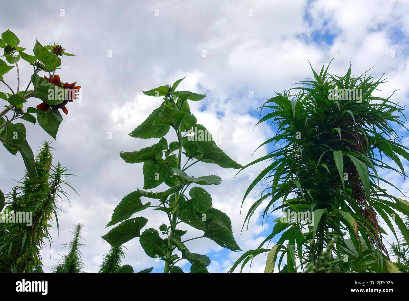 Hemp hemp plant nepal hi-res stock photography and images - Alamy