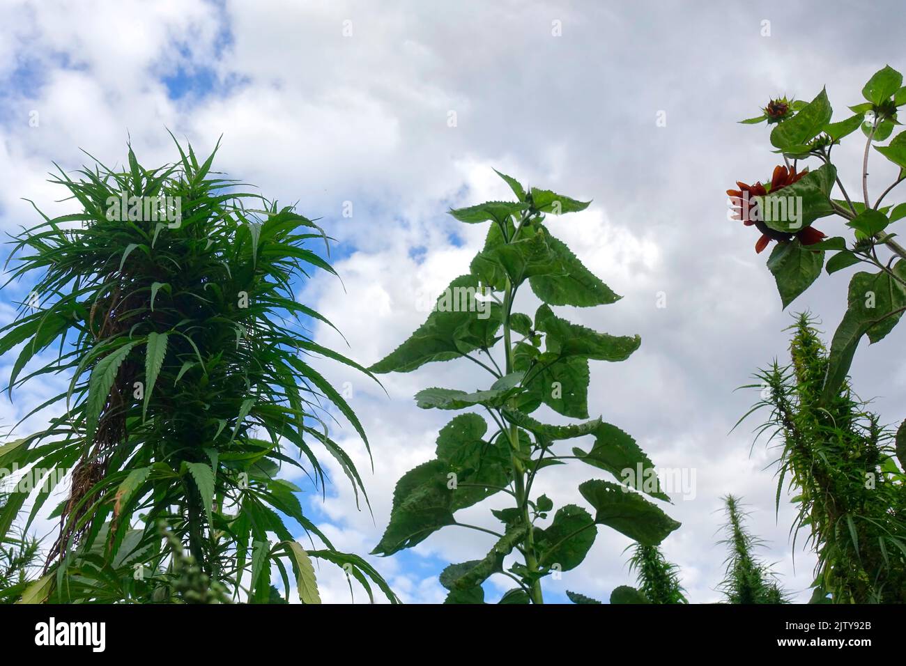 Hemp hemp plant nepal hi-res stock photography and images - Alamy