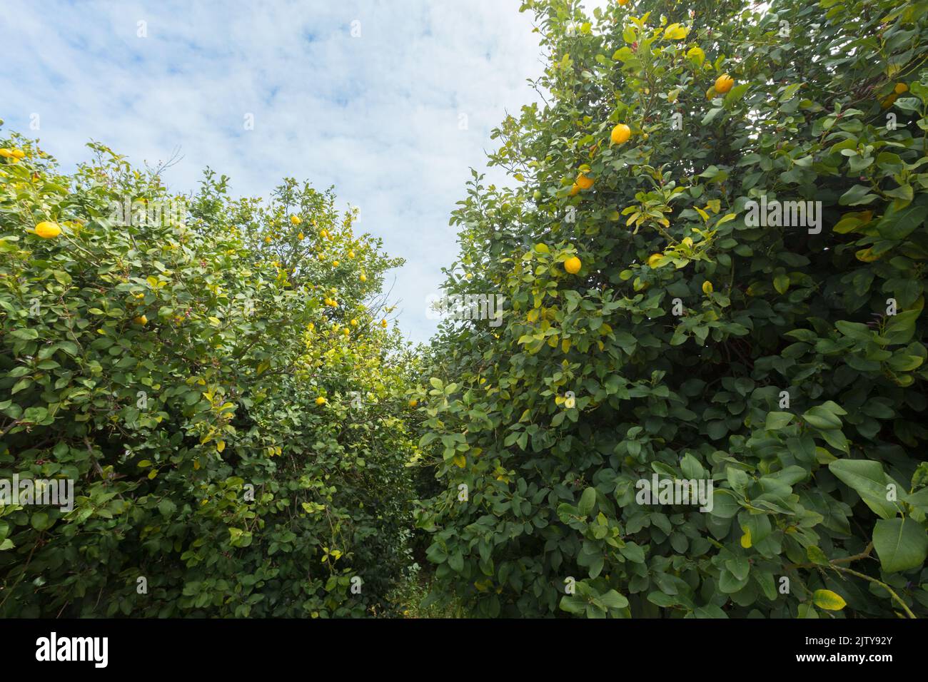 natural green trees and bushes background with path Stock Photo - Alamy