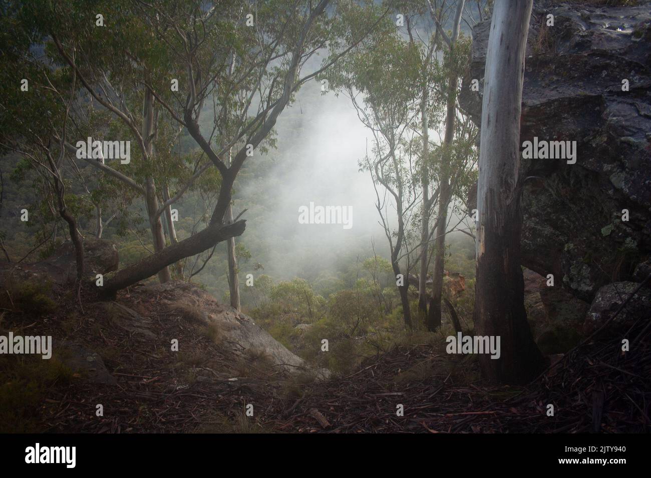 Mysterious atmospheric forest landscape in spring. Enchanting foggy ...