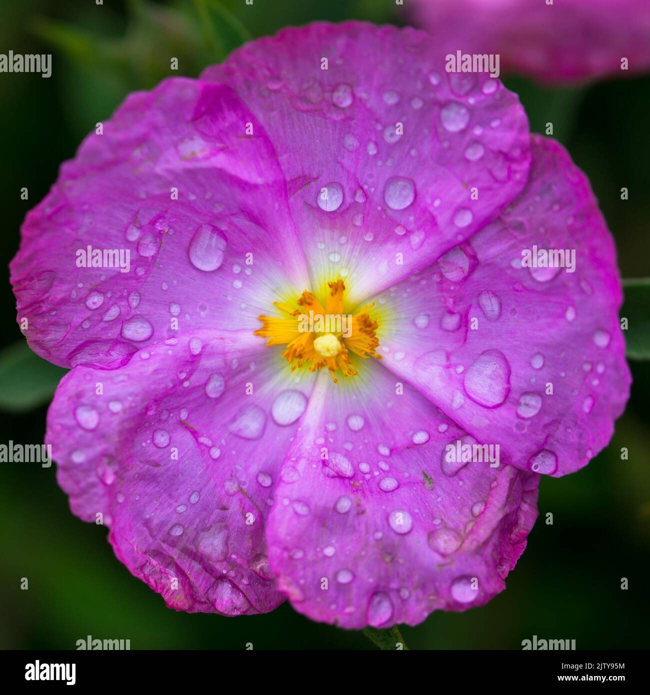 Hatched after rain hi-res stock photography and images - Alamy