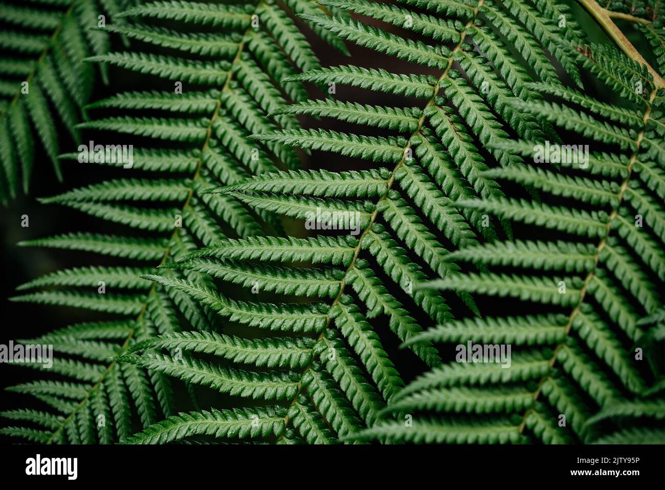 Green fern leaves texture close-up natural background, close-up of fern ...