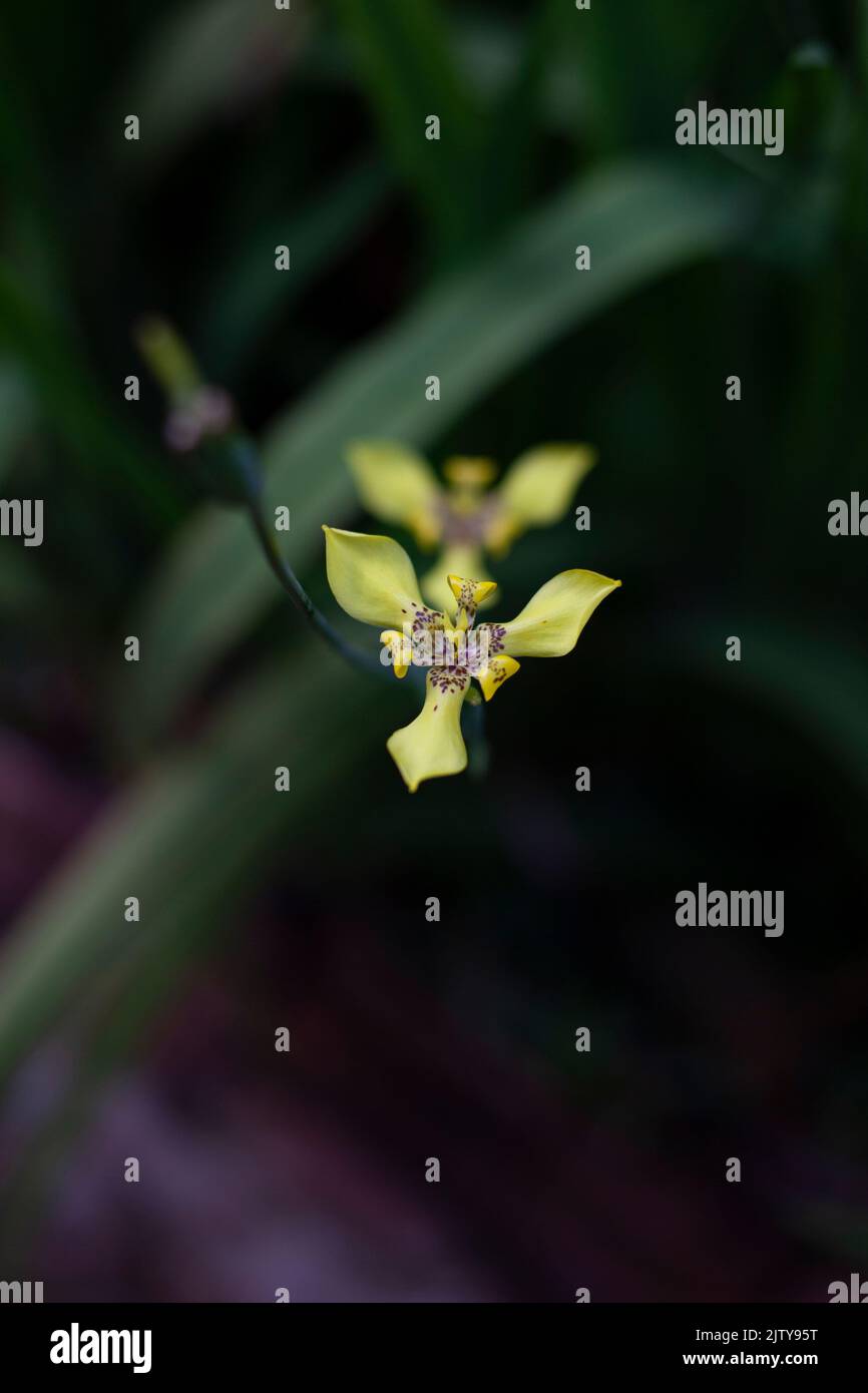 Beautiful yellow orchids in the garden with blurry spaces Stock Photo ...