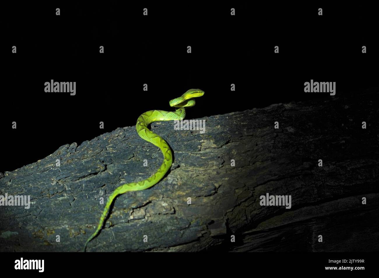 Bamboo pit viper, Indian green pit viper, or common green pit viper ...