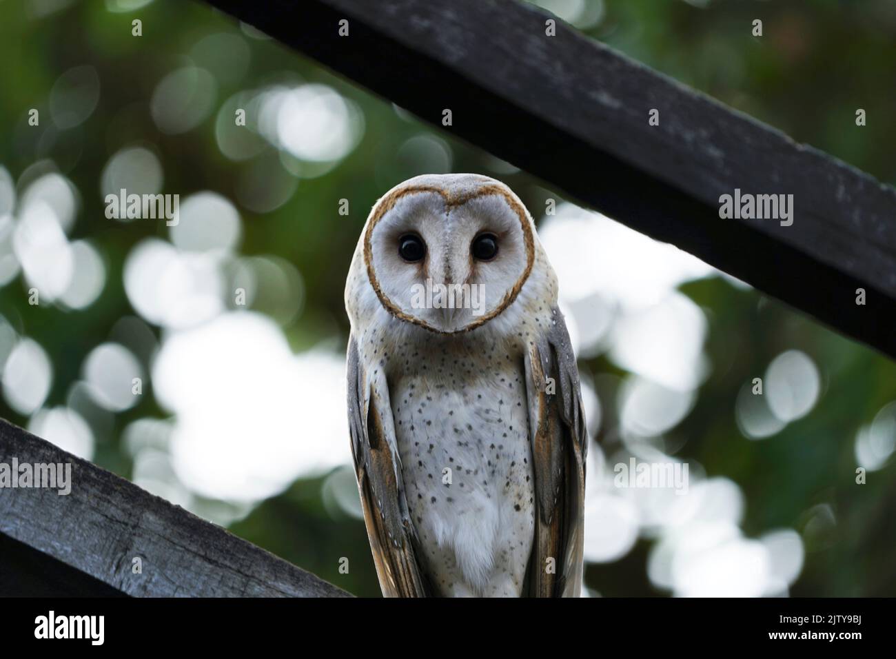Barn owl, Tyto alba, Satara, Maharashtra, india Stock Photo - Alamy