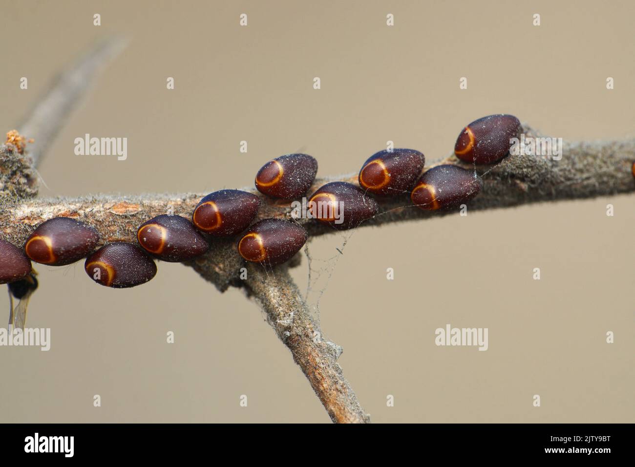 Eggs of grey stink bug, Satara, Maharashtra, india Stock Photo - Alamy