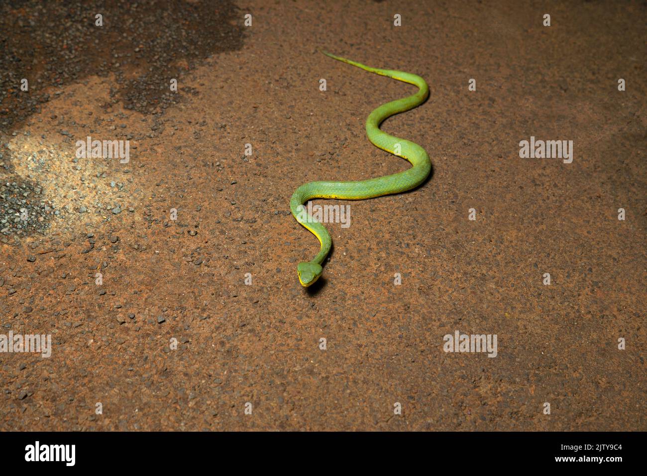 Bamboo pit viper, Indian green pit viper, or common green pit viper ...