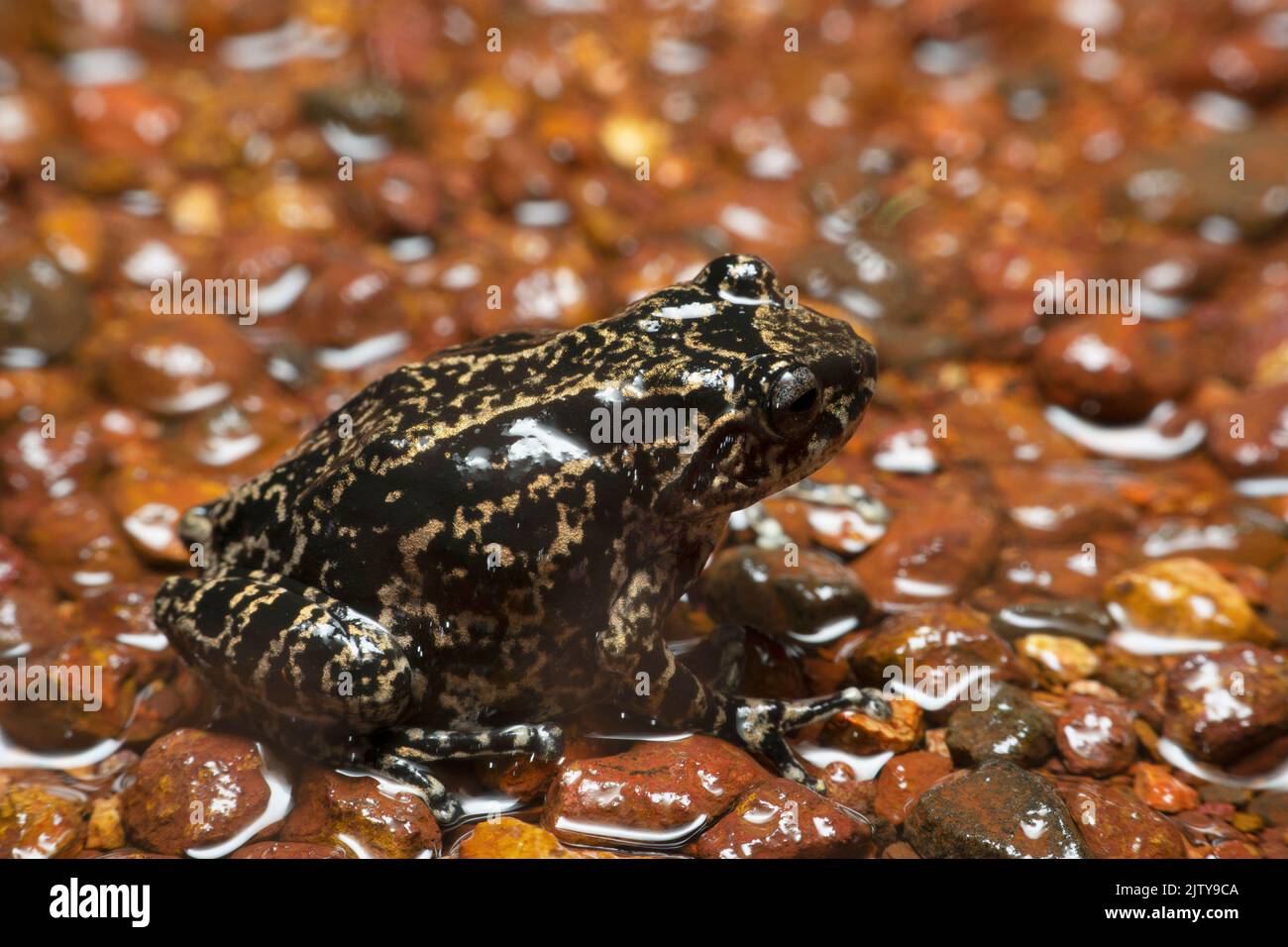 Ghate's Bush Frog, Raorchestes ghatei, FEMALE, Satara, District ...