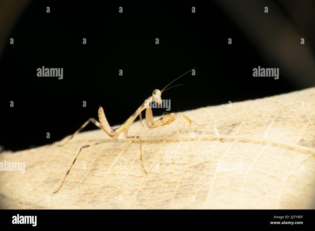 Grey mantis hi-res stock photography and images - Alamy