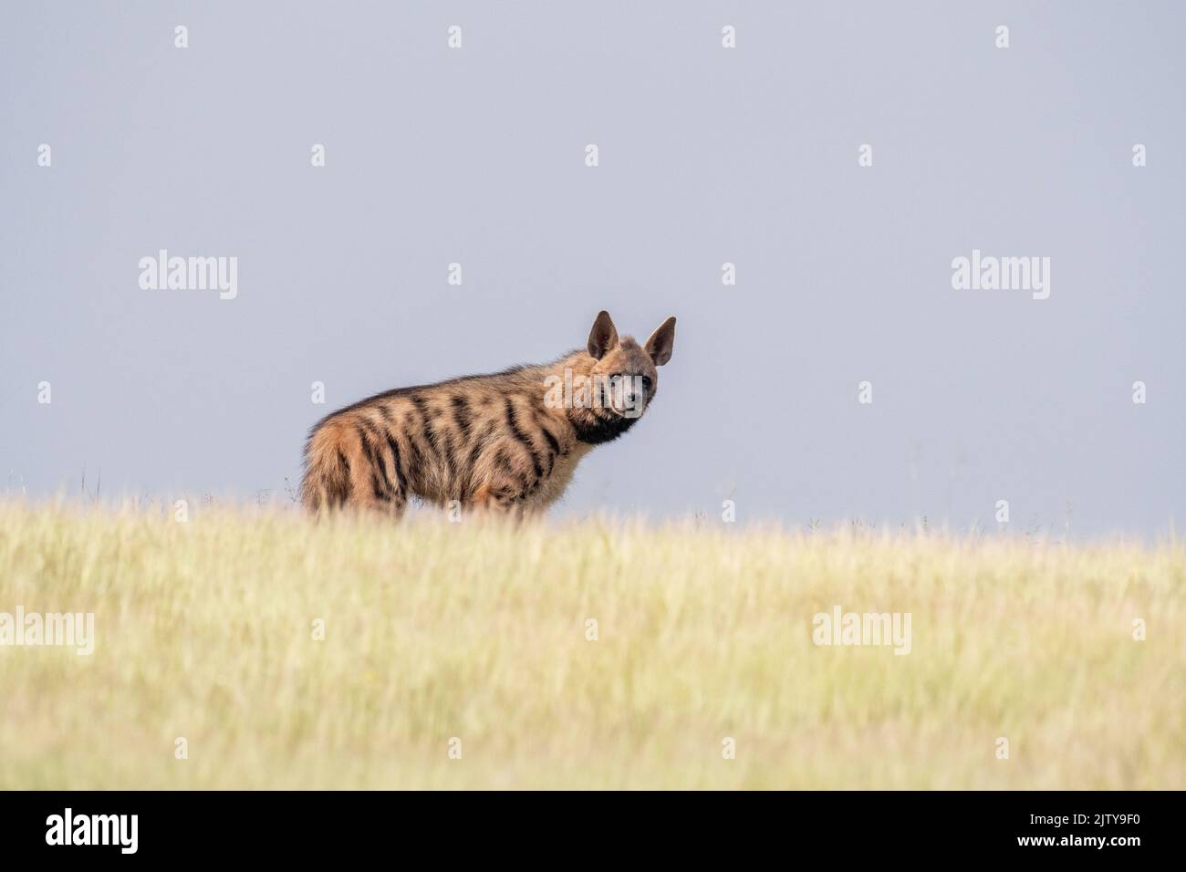 Zarakh hi-res stock photography and images - Alamy