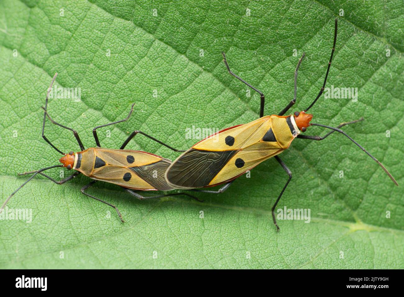 Mating of two spotted sting bug, Perillus species, Satara, Maharashtra ...