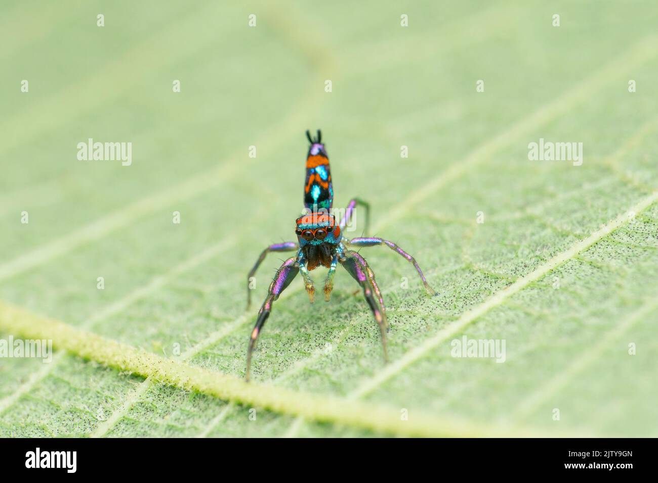 Most vibrant coloured jumping spider species, Chrysilla volupe, Satara ...