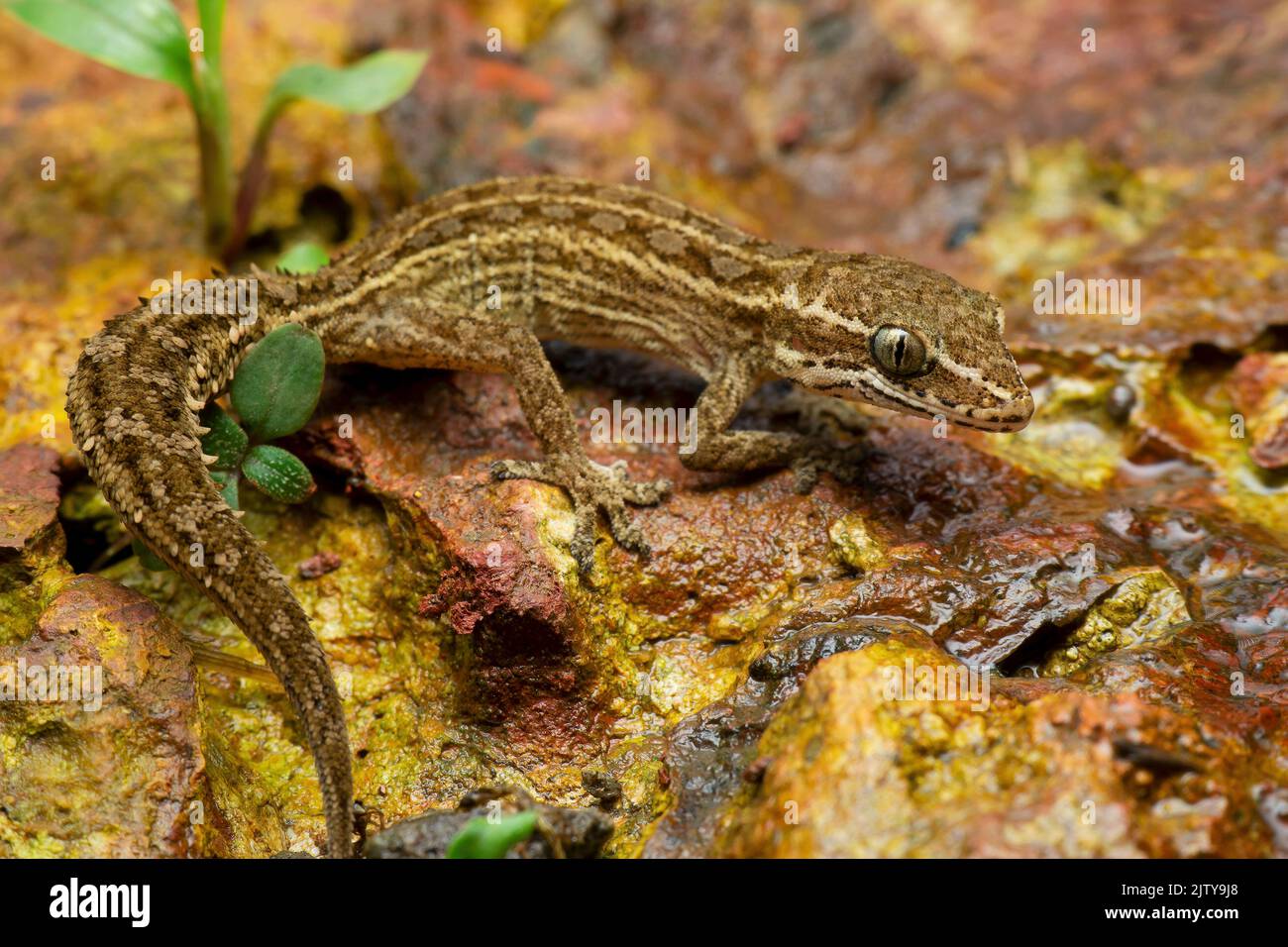 Satara gecko, hemidactylus satarensis endemic to western ghats, Satara ...