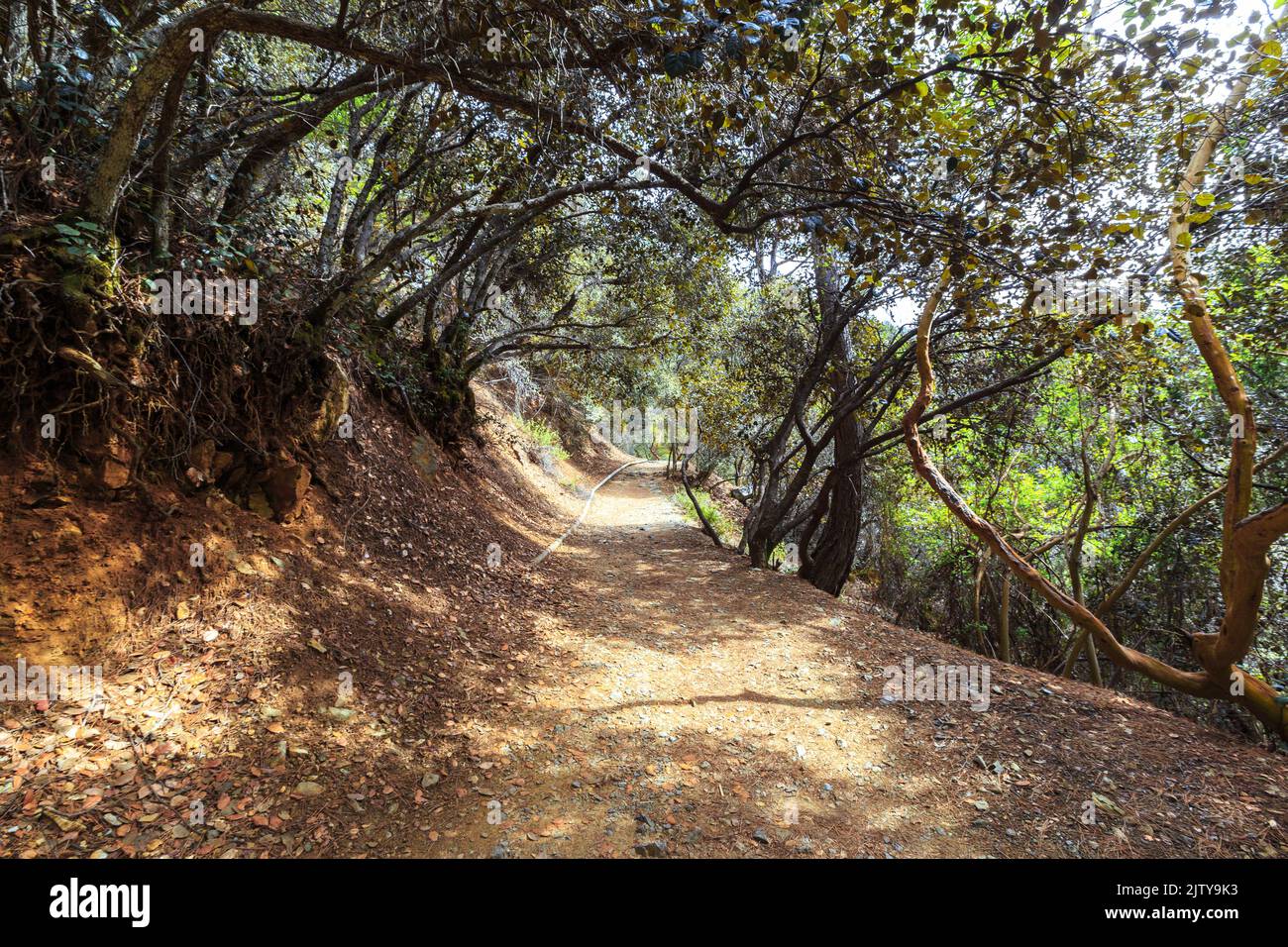 Green parks forest field and tree background Stock Photo - Alamy