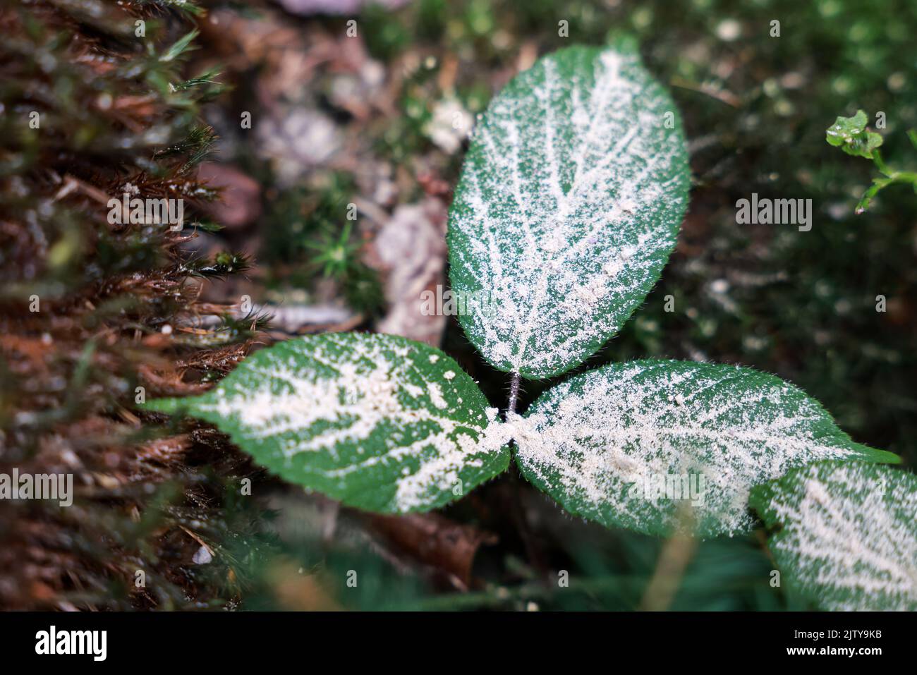 Gehlberg, Germany. 02nd Sep, 2022. Soil-moist lime marl lies on the ...