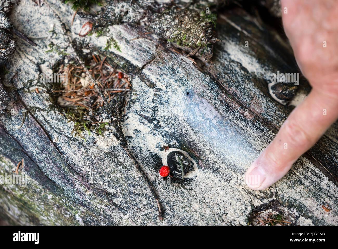 Gehlberg, Germany. 02nd Sep, 2022. Soil-moist lime marl lies on the ...