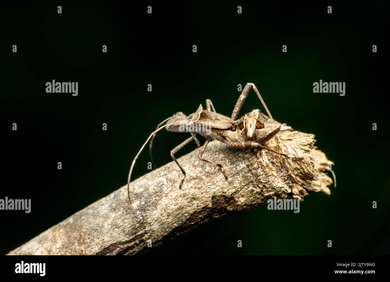 Bark assasin bug, Satara, Maharashtra, India Stock Photo - Alamy