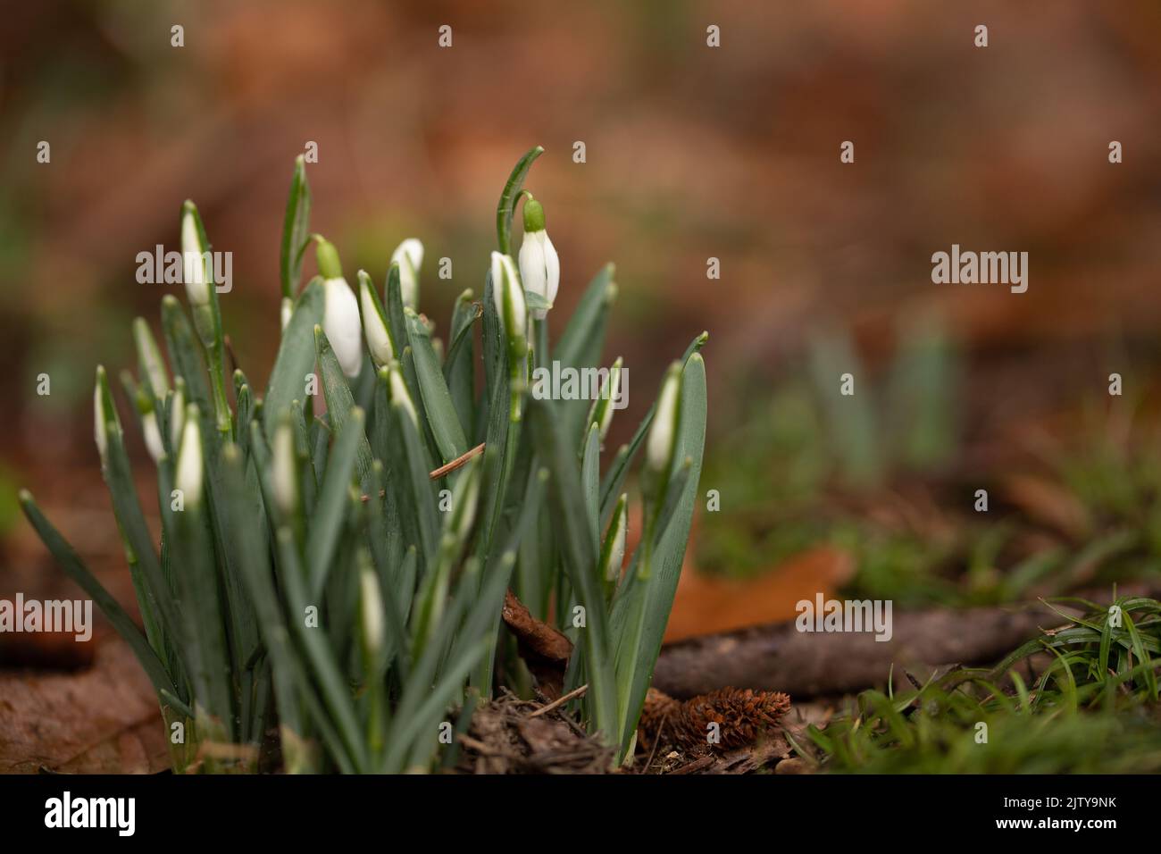 Budding snowdrop hi-res stock photography and images - Alamy