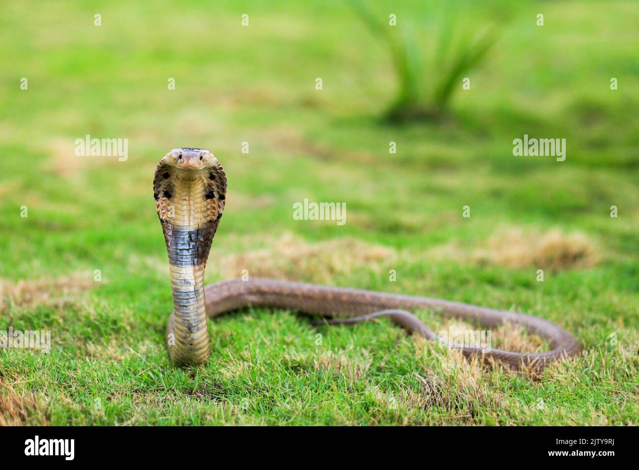Monocled cobra, Naja kaouthia, also called monocellate cobra, or Indian ...
